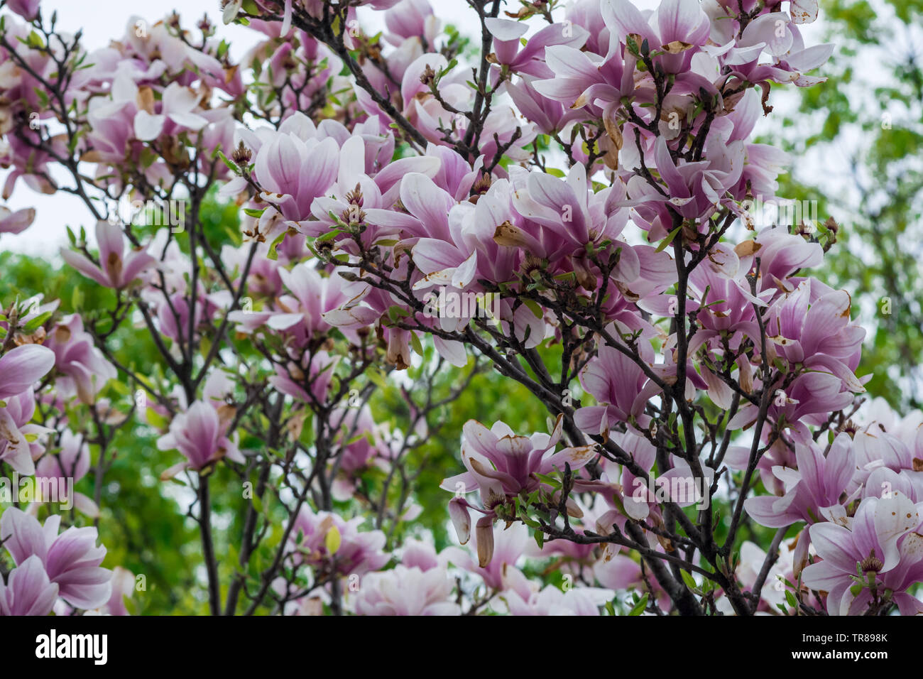 Trees shrubs showing flowers in bloom in early spring Stock Photo - Alamy