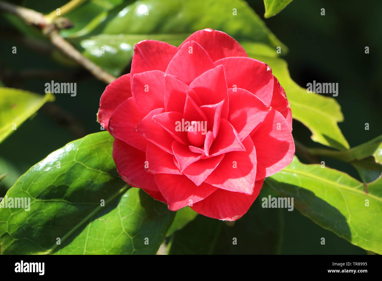 Red flower of camellia in a garden during spring Stock Photo - Alamy
