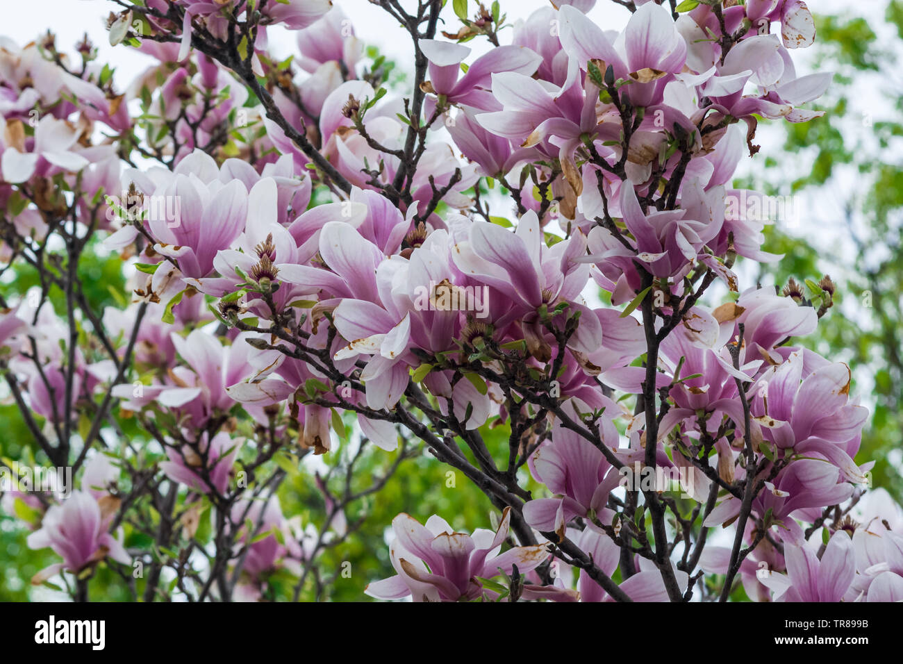 Trees shrubs showing flowers in bloom in early spring Stock Photo - Alamy