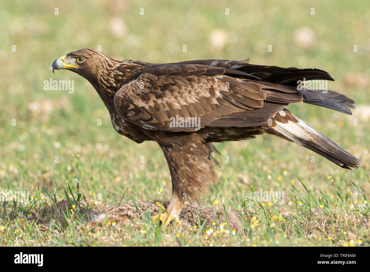 Golden Eagle Aquila Chrysaetos Eating Its Prey Extremadura Spain