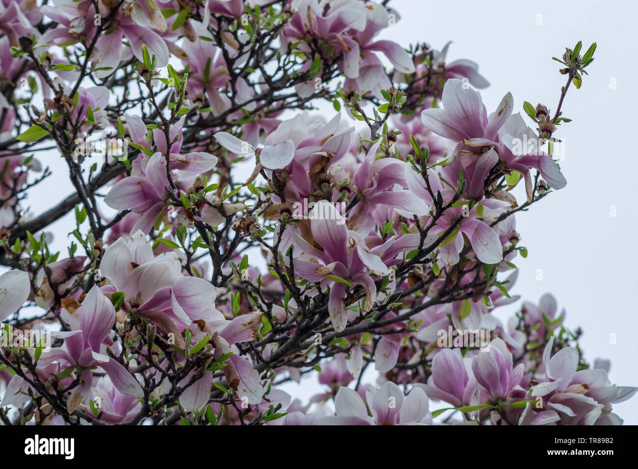 Trees shrubs showing flowers in bloom in early spring Stock Photo - Alamy