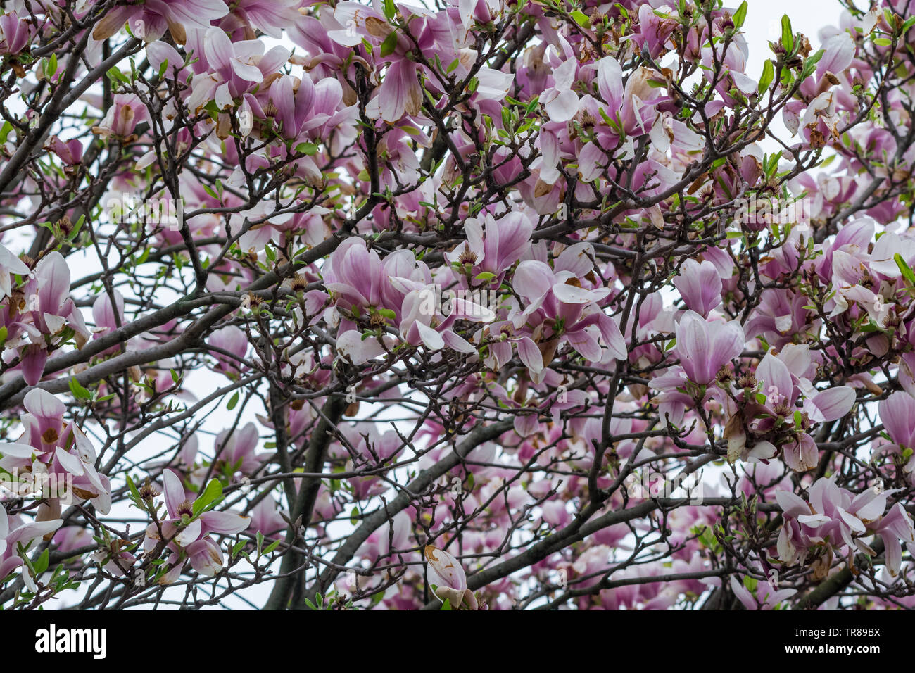 Trees shrubs showing flowers in bloom in early spring Stock Photo - Alamy