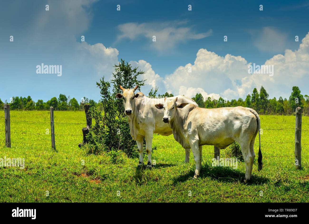 Brazil countryside hi-res stock photography and images - Alamy