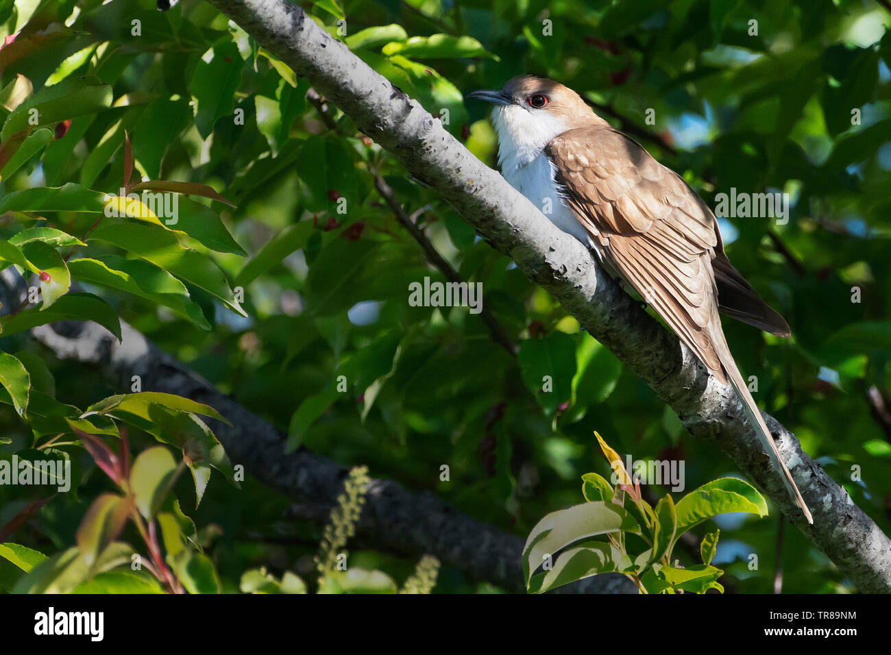 Black billed cuckoo during spring migration Stock Photo - Alamy