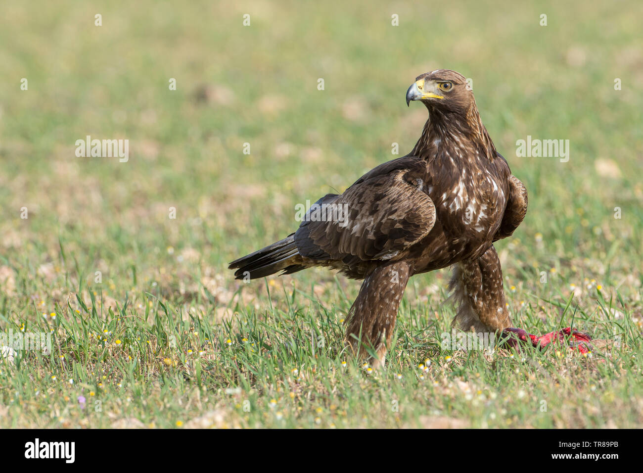 Golden Eagle Aquila Chrysaetos Eating Its Prey Extremadura Spain