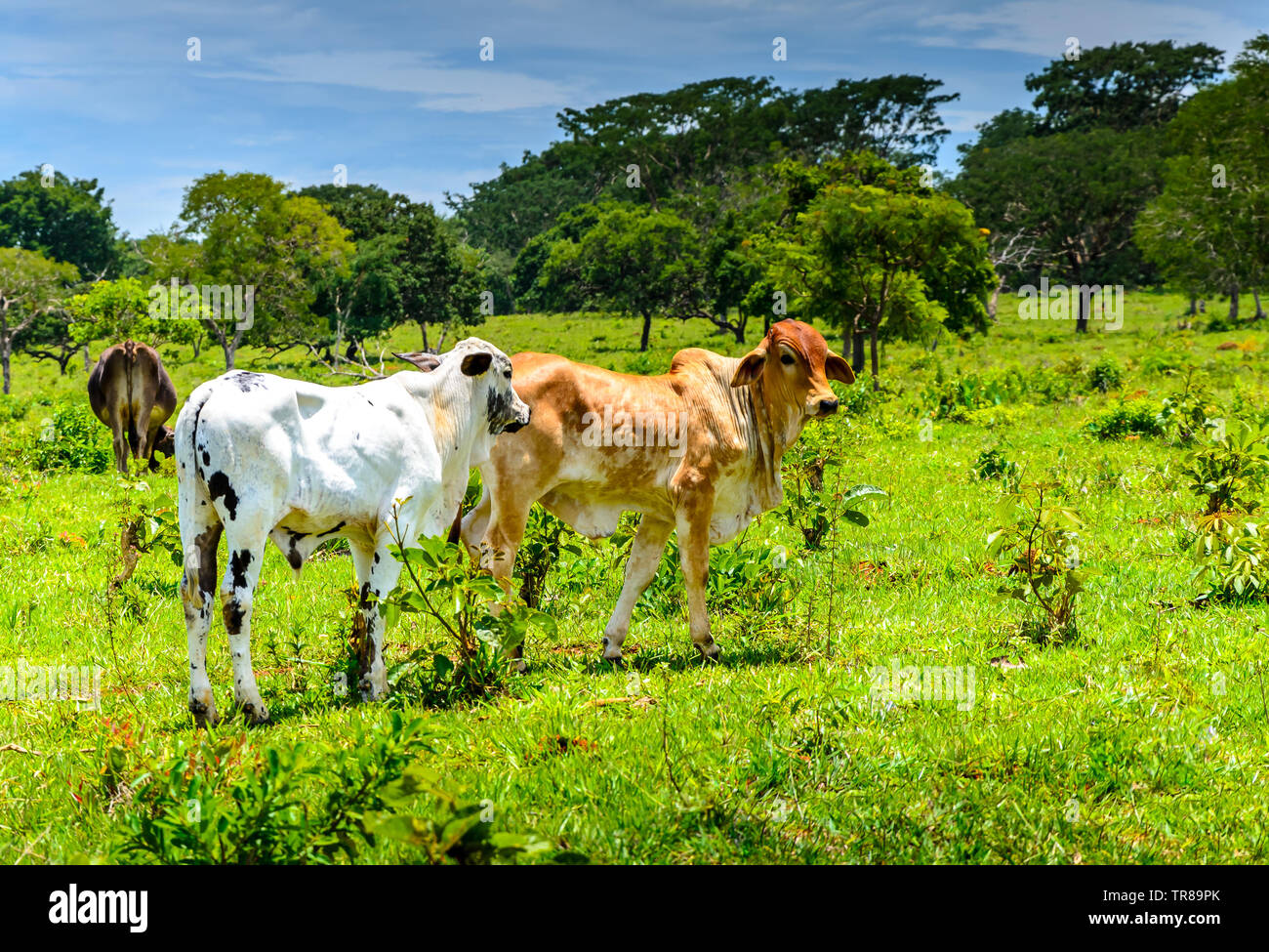 Beef agriculture brazil hi-res stock photography and images - Alamy