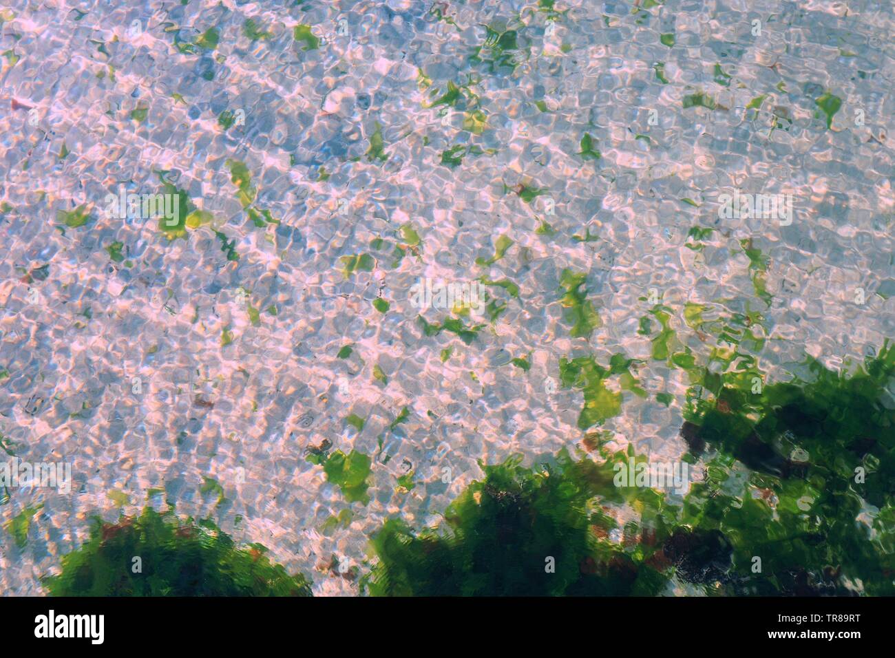 Moss underwater hi-res stock photography and images - Alamy