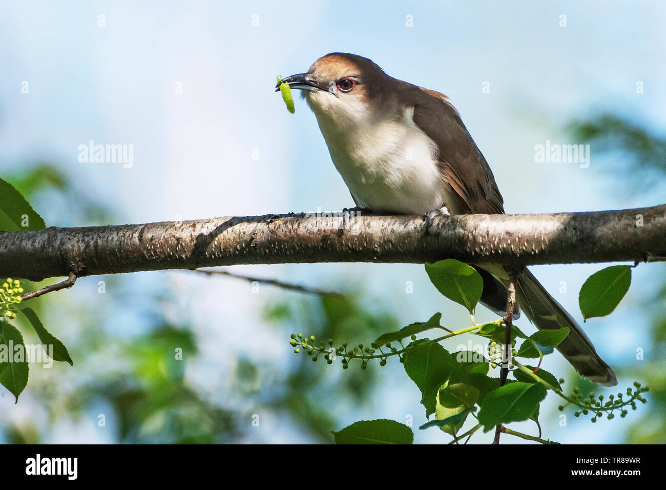 Black billed cuckoo caterpillar hi-res stock photography and images - Alamy