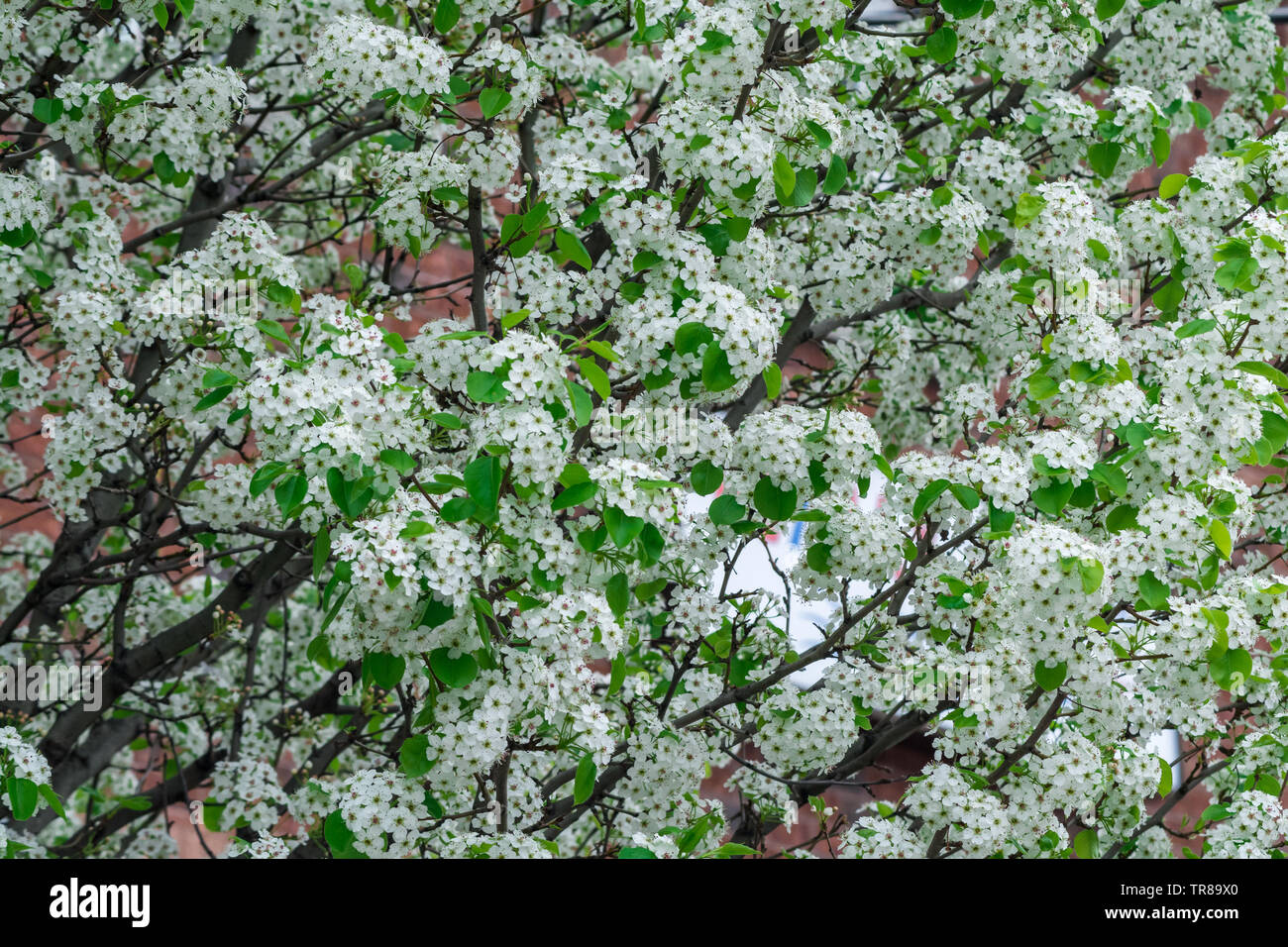 Trees shrubs showing flowers in bloom in early spring Stock Photo - Alamy