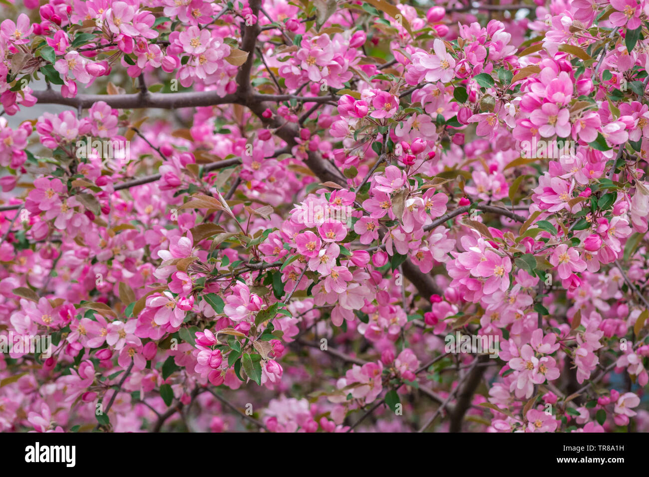 Trees shrubs showing flowers in bloom in early spring Stock Photo - Alamy