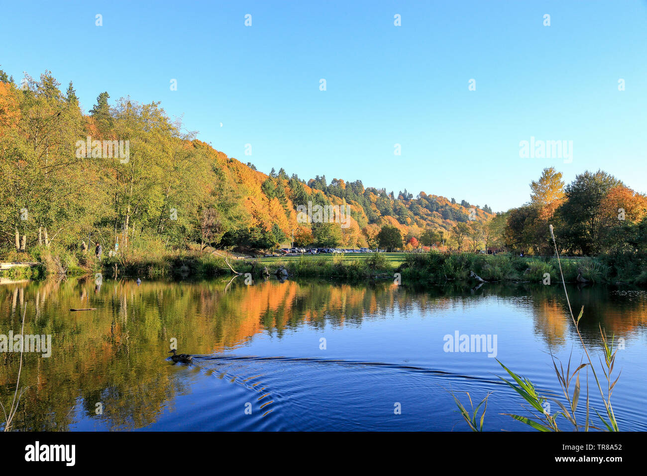 relaxing afternoon with full of fall colors at Golden gardens park ...
