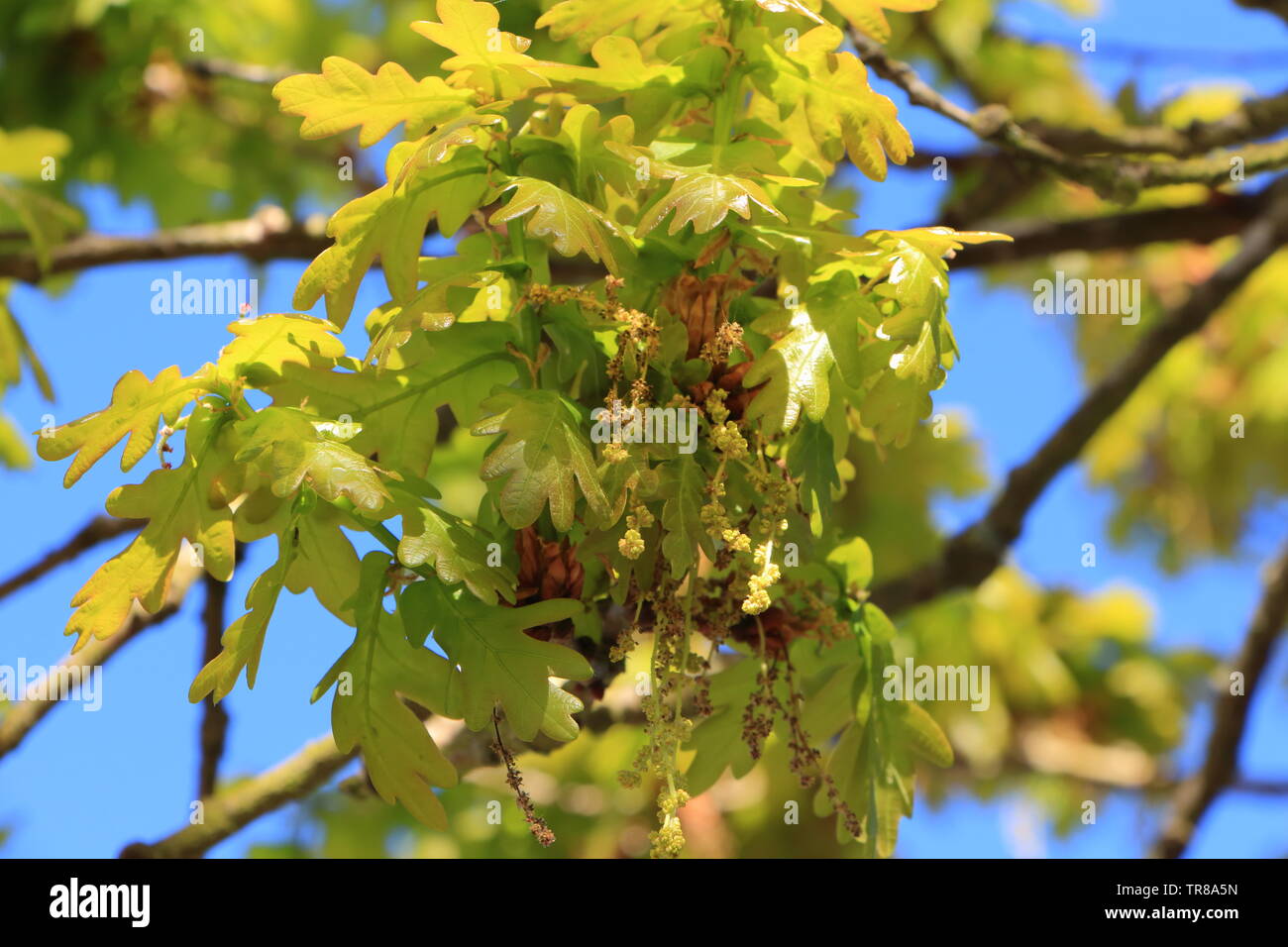 Oak tree flower hi-res stock photography and images - Alamy