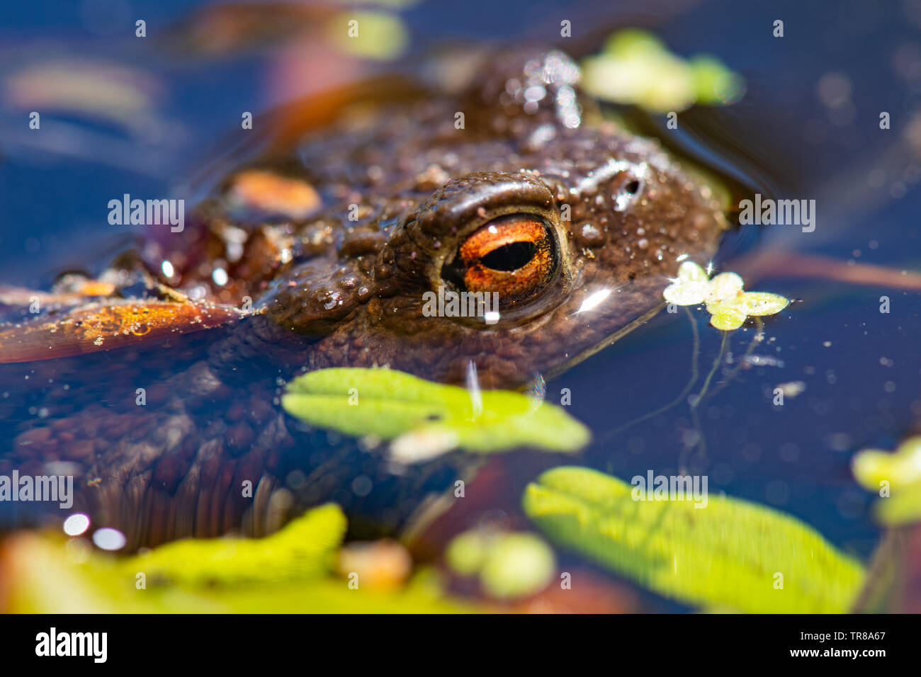 Common toad eye uk hi-res stock photography and images - Alamy