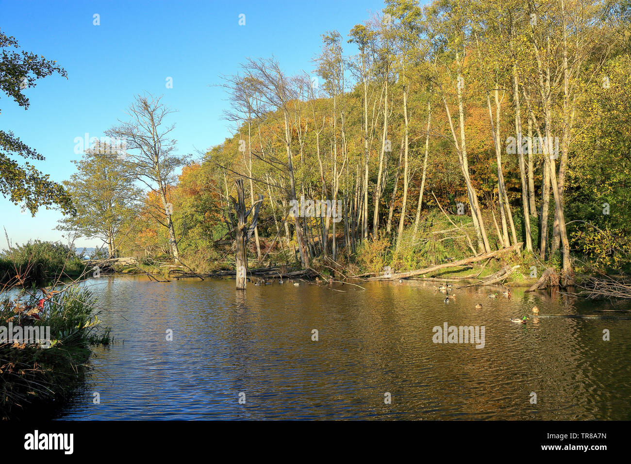 relaxing afternoon with full of fall colors at Golden gardens park ...