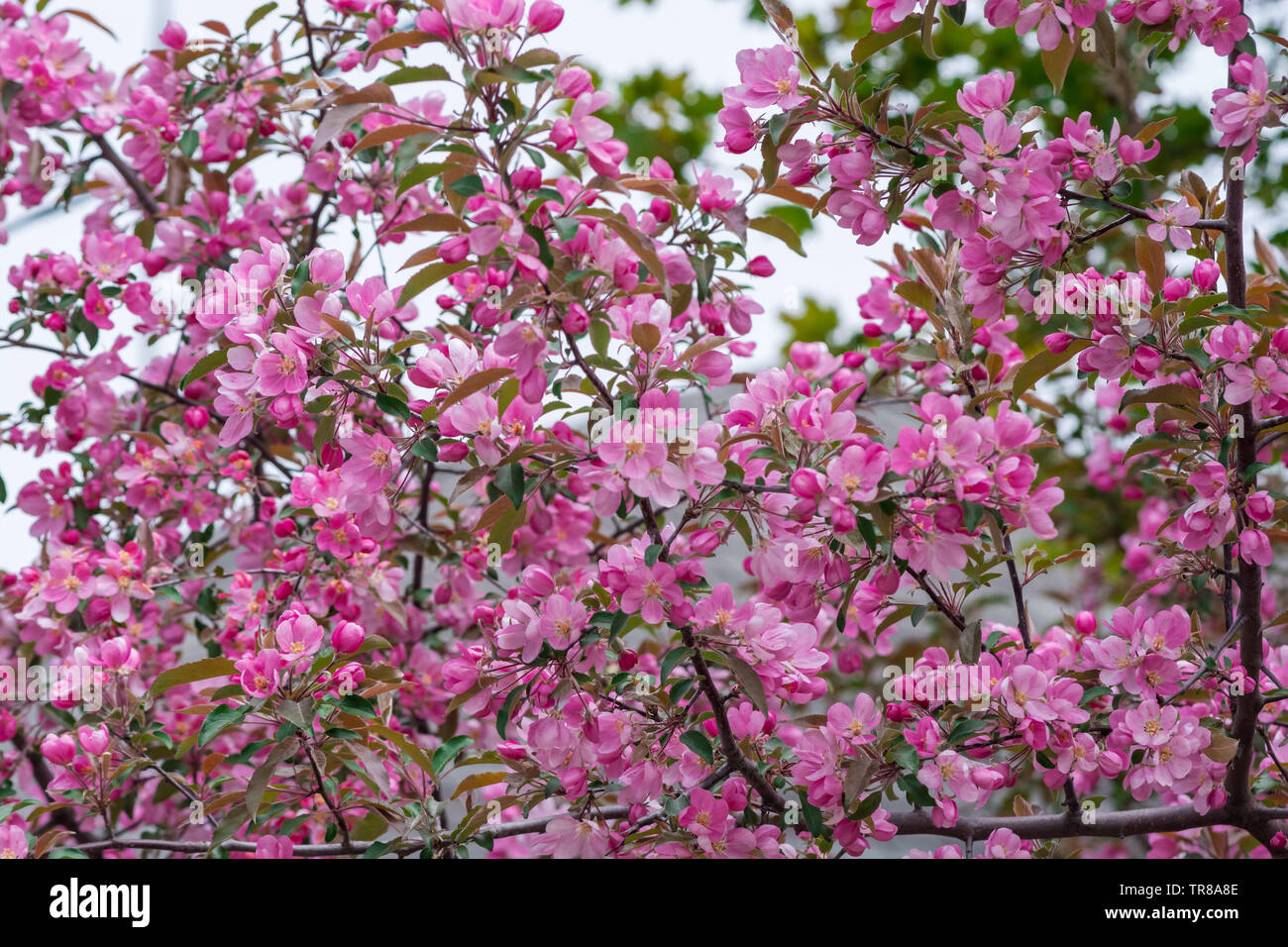Trees shrubs showing flowers in bloom in early spring Stock Photo - Alamy