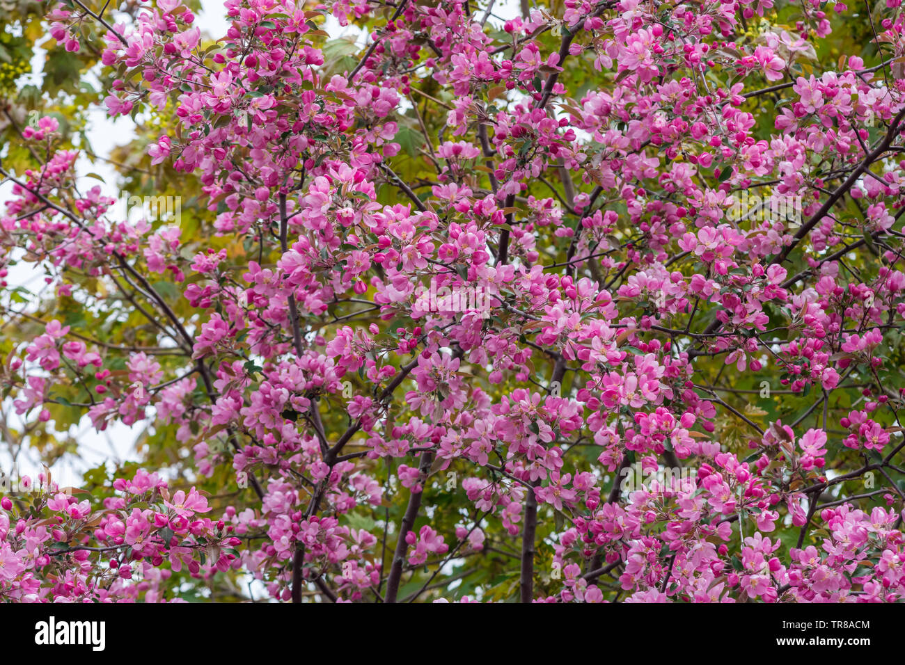 Trees shrubs showing flowers in bloom in early spring Stock Photo - Alamy