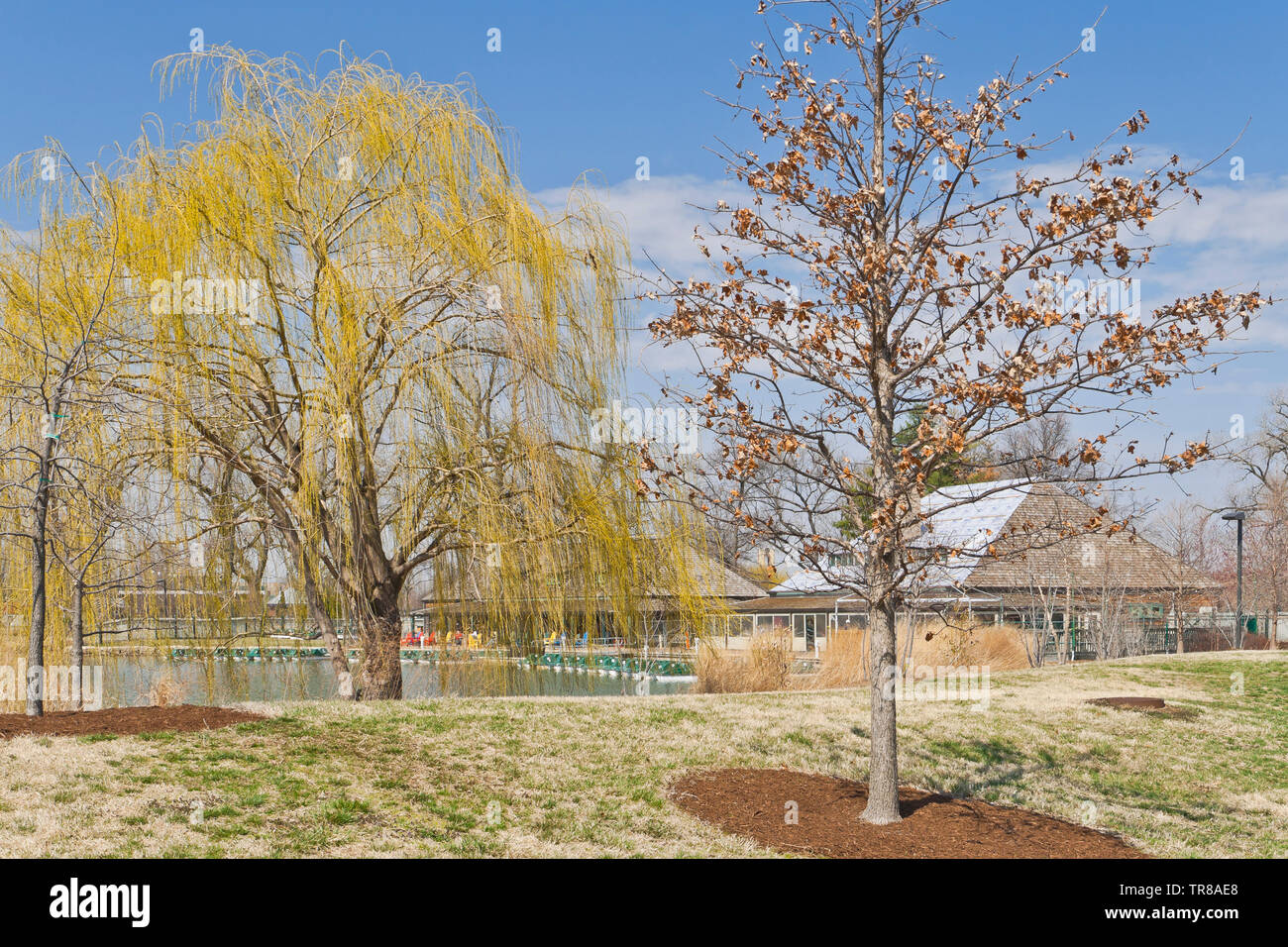 Weeping willow and swamp white oak with the Boathouse at St. Louis ...