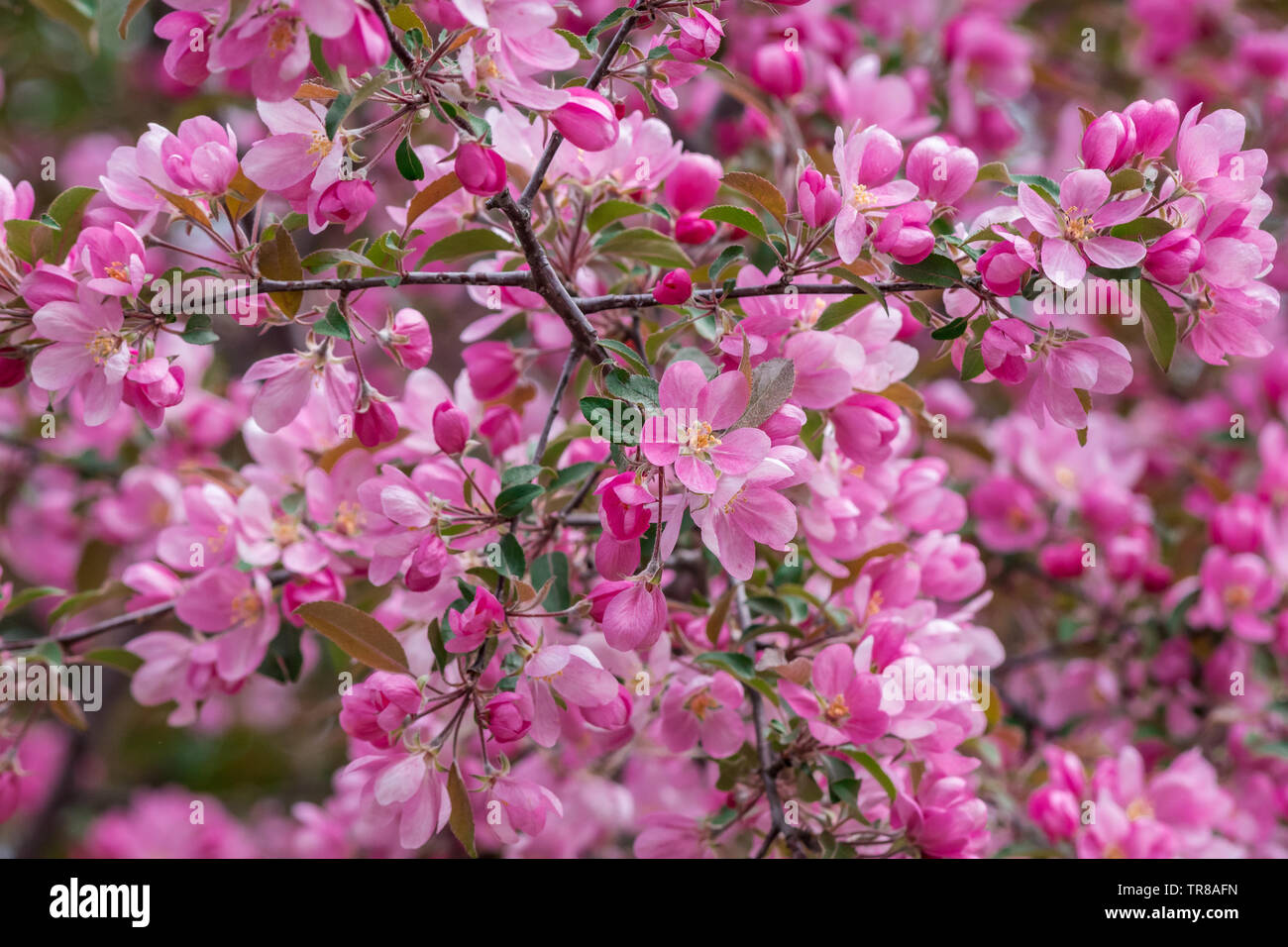Trees shrubs showing flowers in bloom in early spring Stock Photo - Alamy