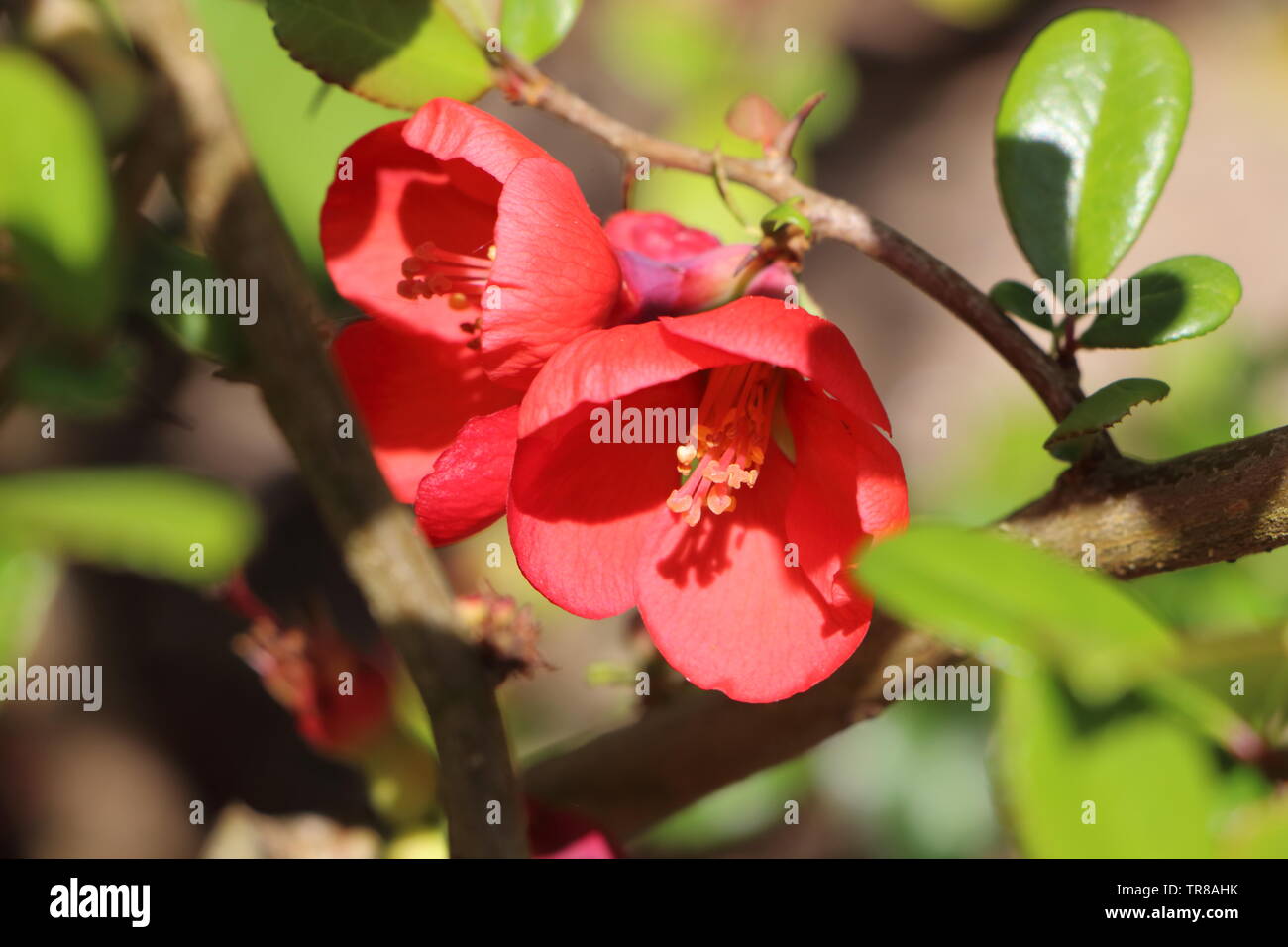 Maules quince hi-res stock photography and images - Alamy