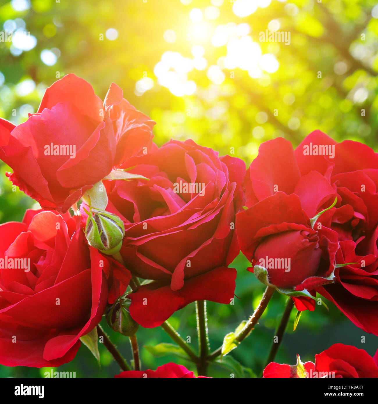 Beautiful roses in garden adn sun. Rose for Valentine Day Stock Photo ...