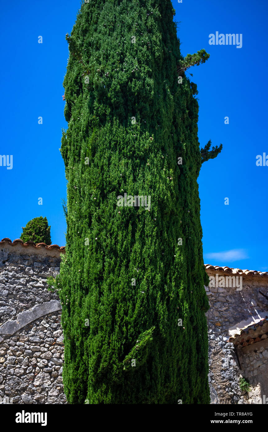 Provence cypress tree hi-res stock photography and images - Alamy