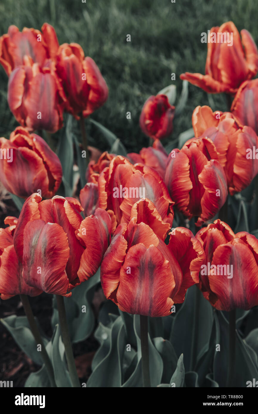 Pella tulip festival hi-res stock photography and images - Alamy