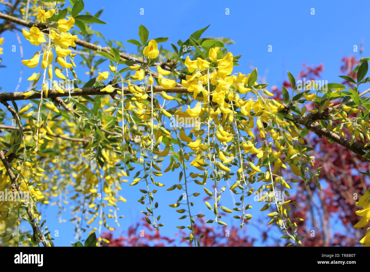 Yellow flowers on the branch of an alpine laburnum in a garden during ...