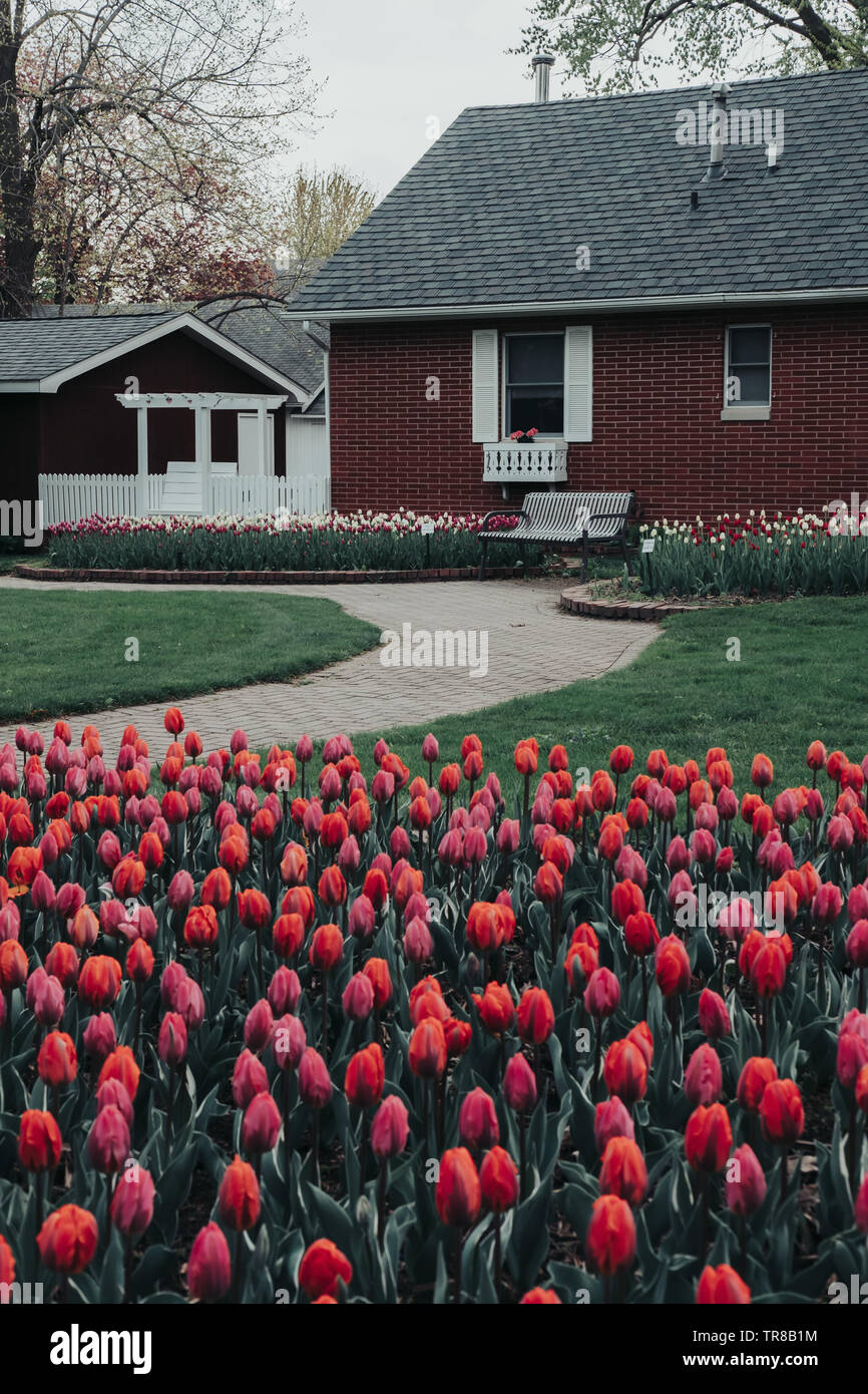Bed of multicolored tulips with a brick path leading to a bench in ...