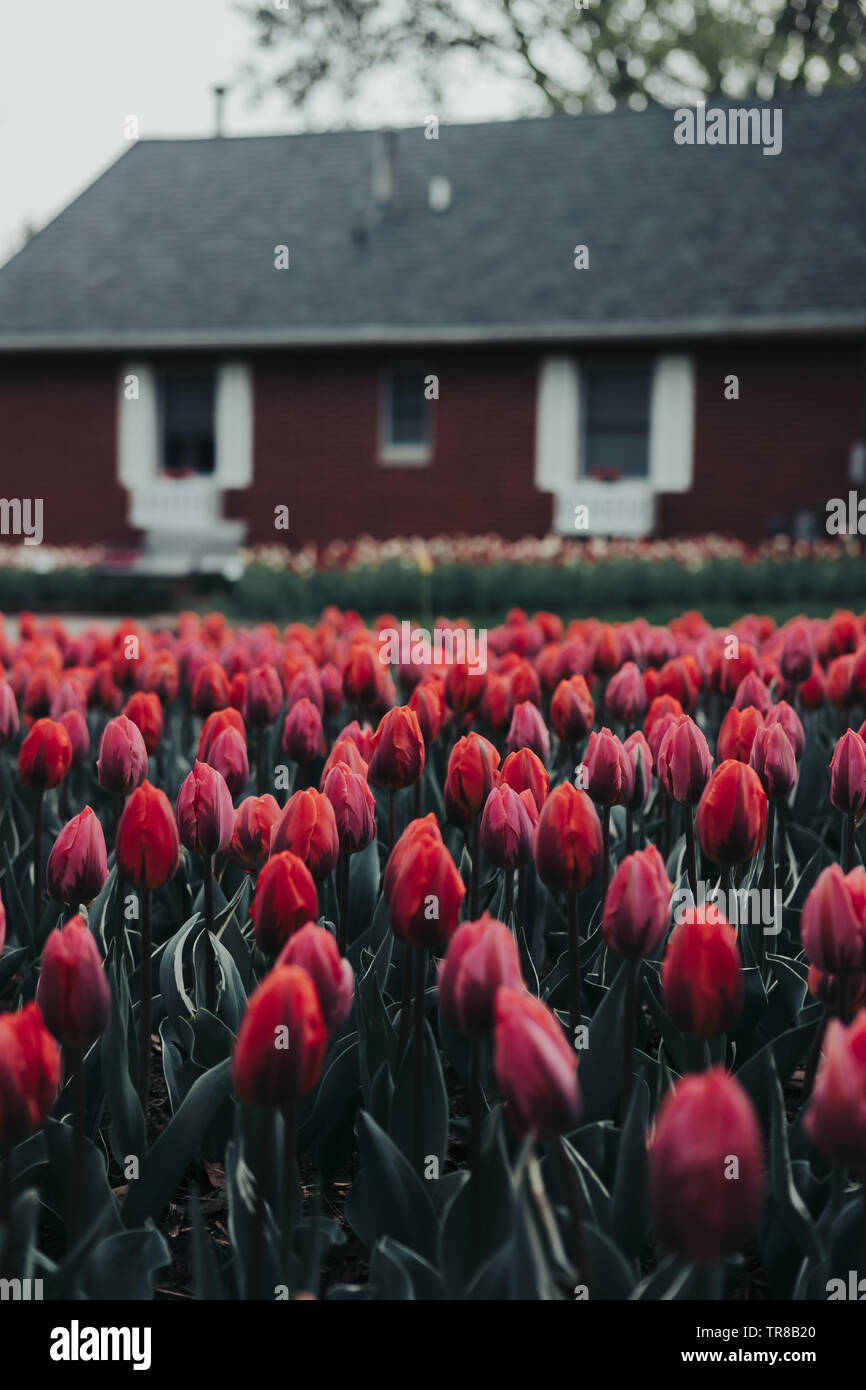 Pella tulip festival hi-res stock photography and images - Alamy
