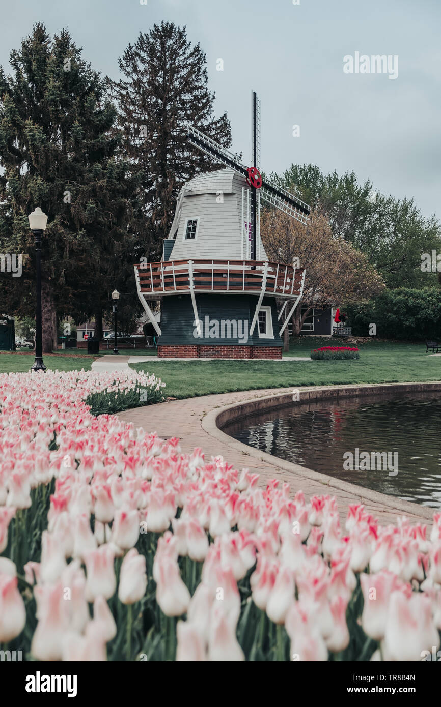 Pink tulips around a pond with a Dutch windmill and other beds of ...