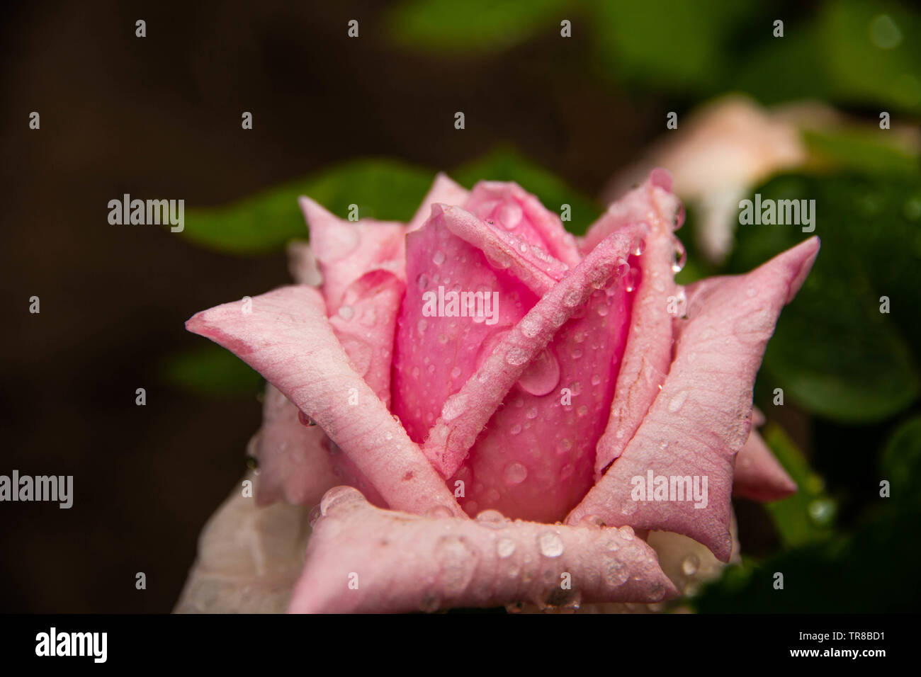 Close look of a beautiful pink rose with some rain drops on the leaves ...