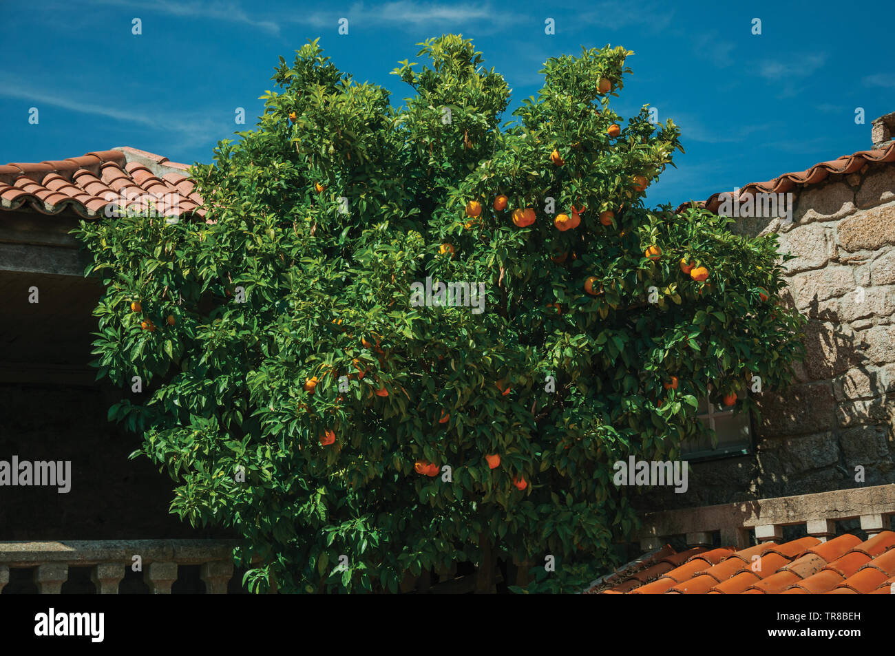 Leafy orange tree full of fruits in front of gothic house made of stone ...