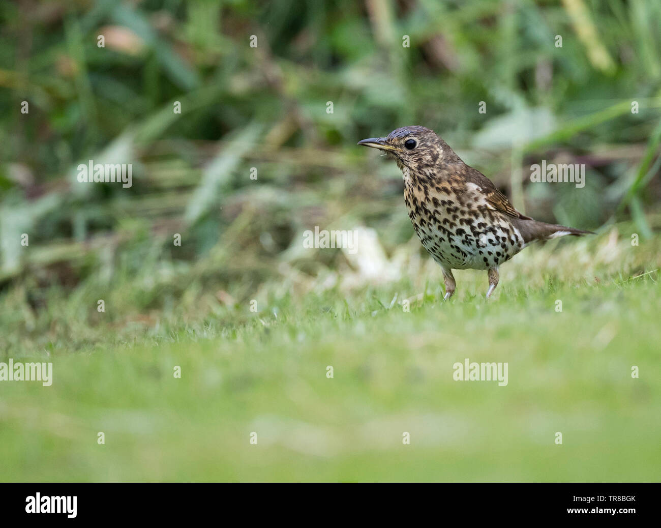 Thrush uk garden hi-res stock photography and images - Alamy