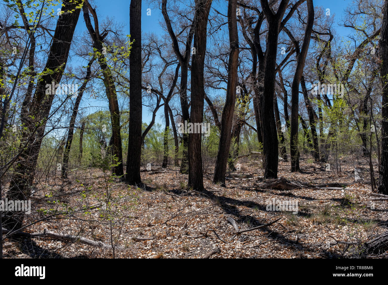 Cottonwood Forest in Albuquerque, New Mexico in early Spring Stock ...