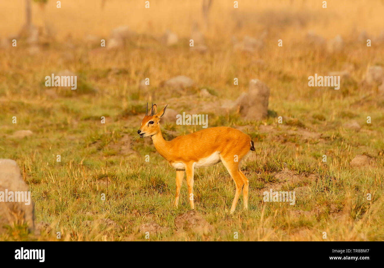 Male of Oribi, Ourebia ourebi, in Busanga Plains. Kafue National Park ...