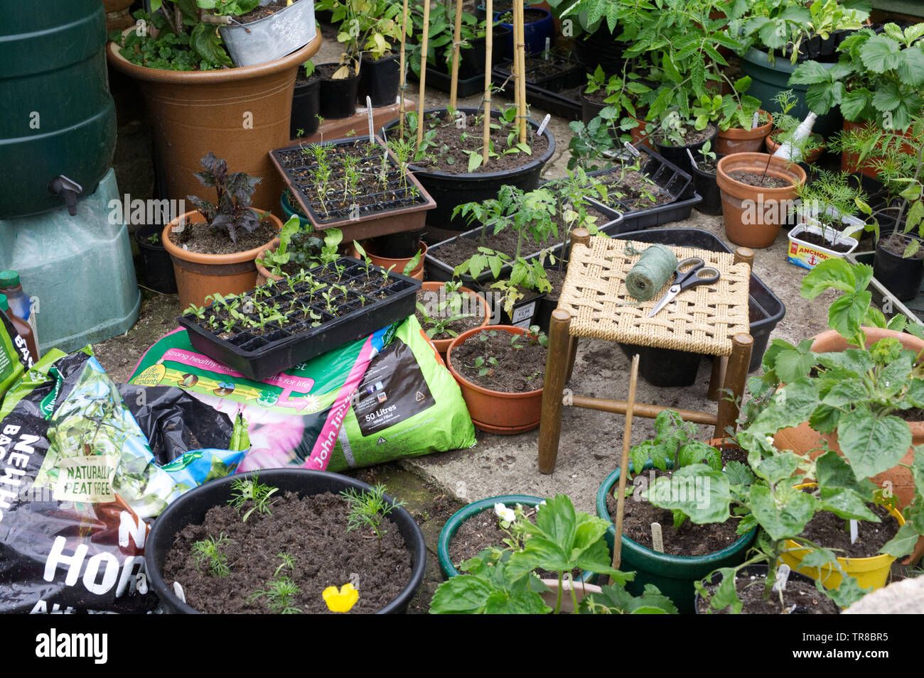 Small small plant hi-res stock photography and images - Alamy
