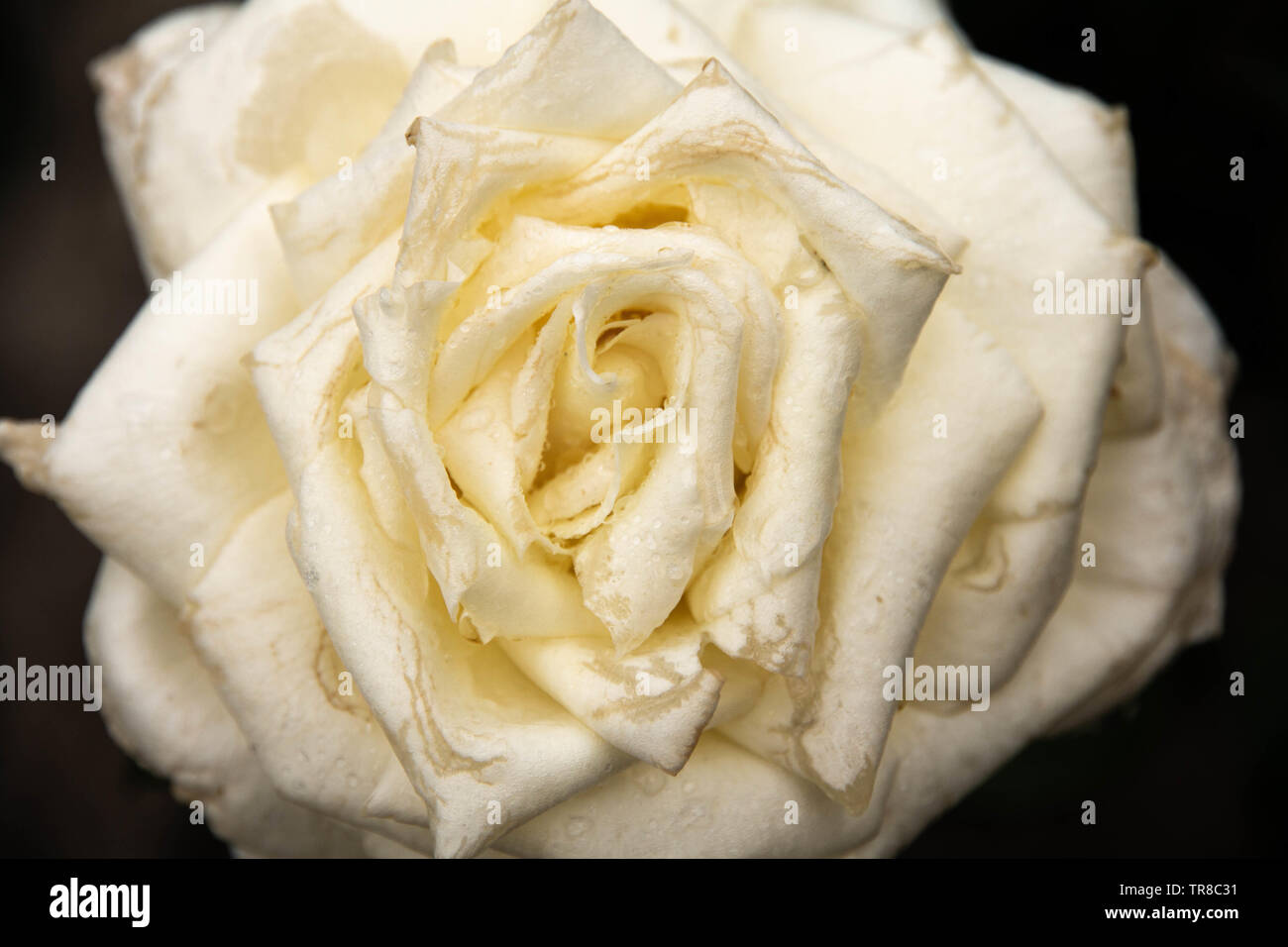 Close look of a beautiful white rose with some rain drops on the leaves ...