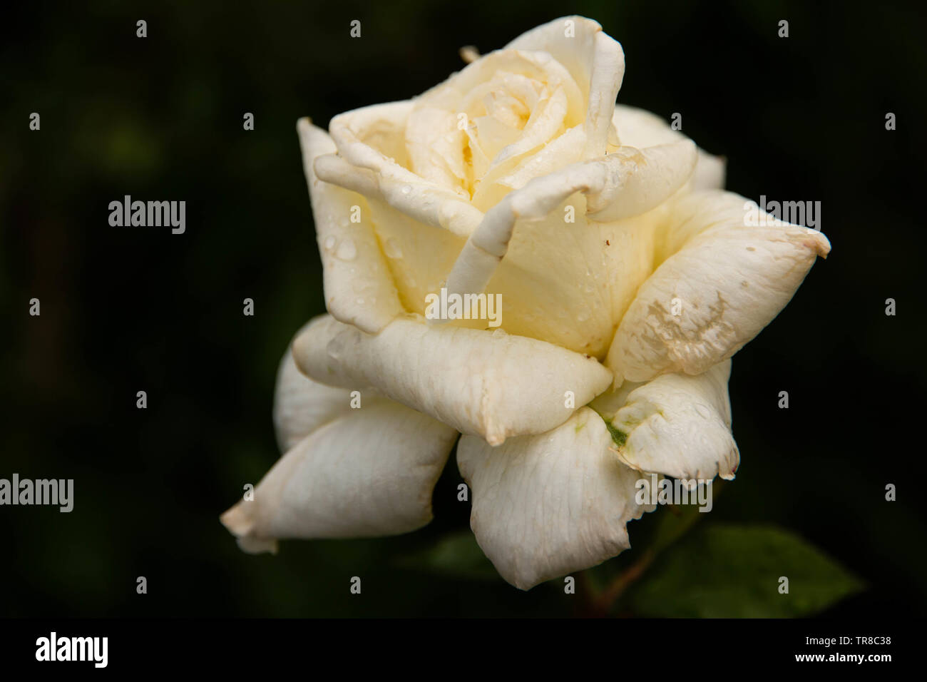 Close look of a beautiful white rose with some rain drops on the leaves ...