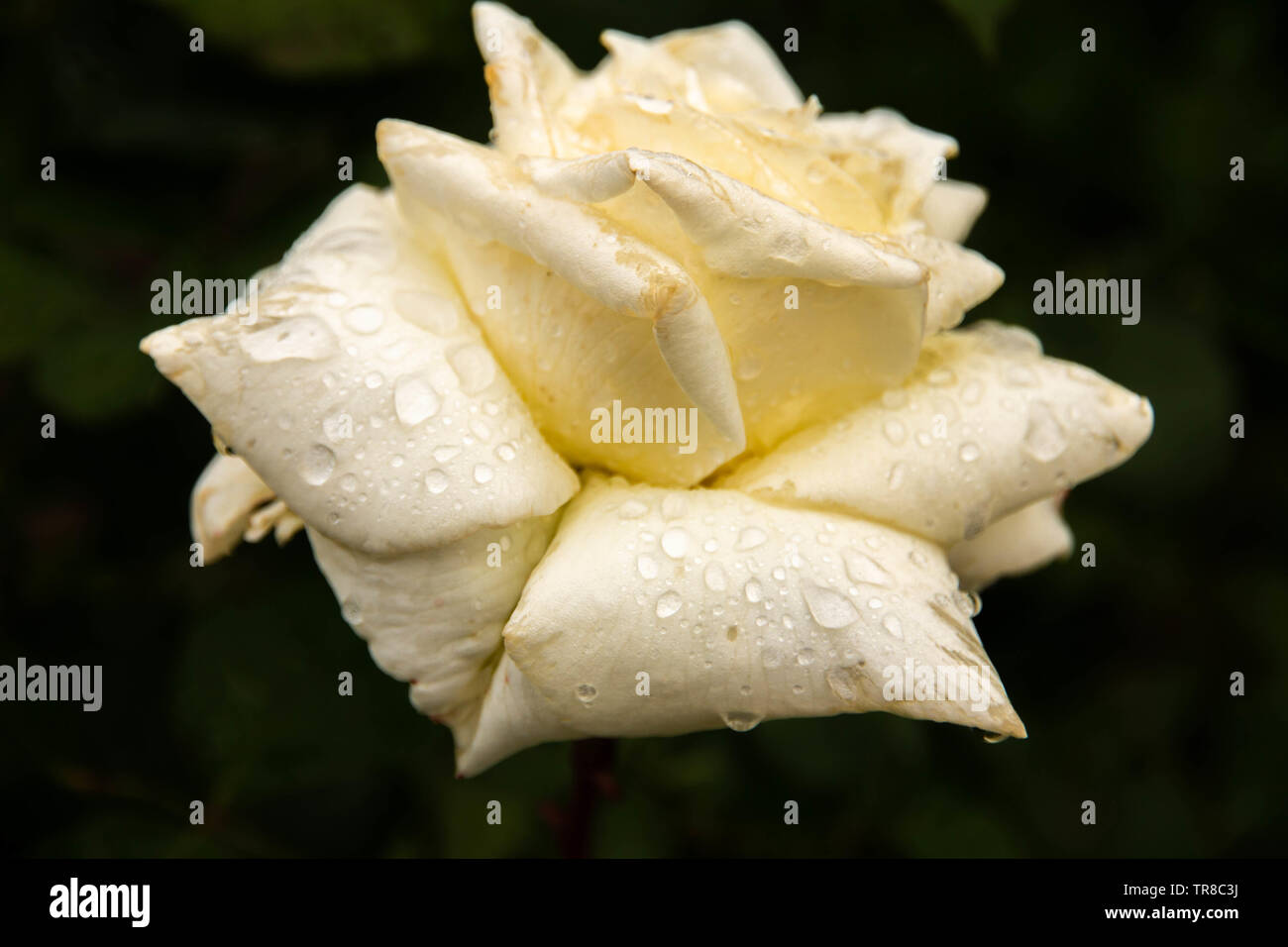 Close look of a beautiful white rose with some rain drops on the leaves ...