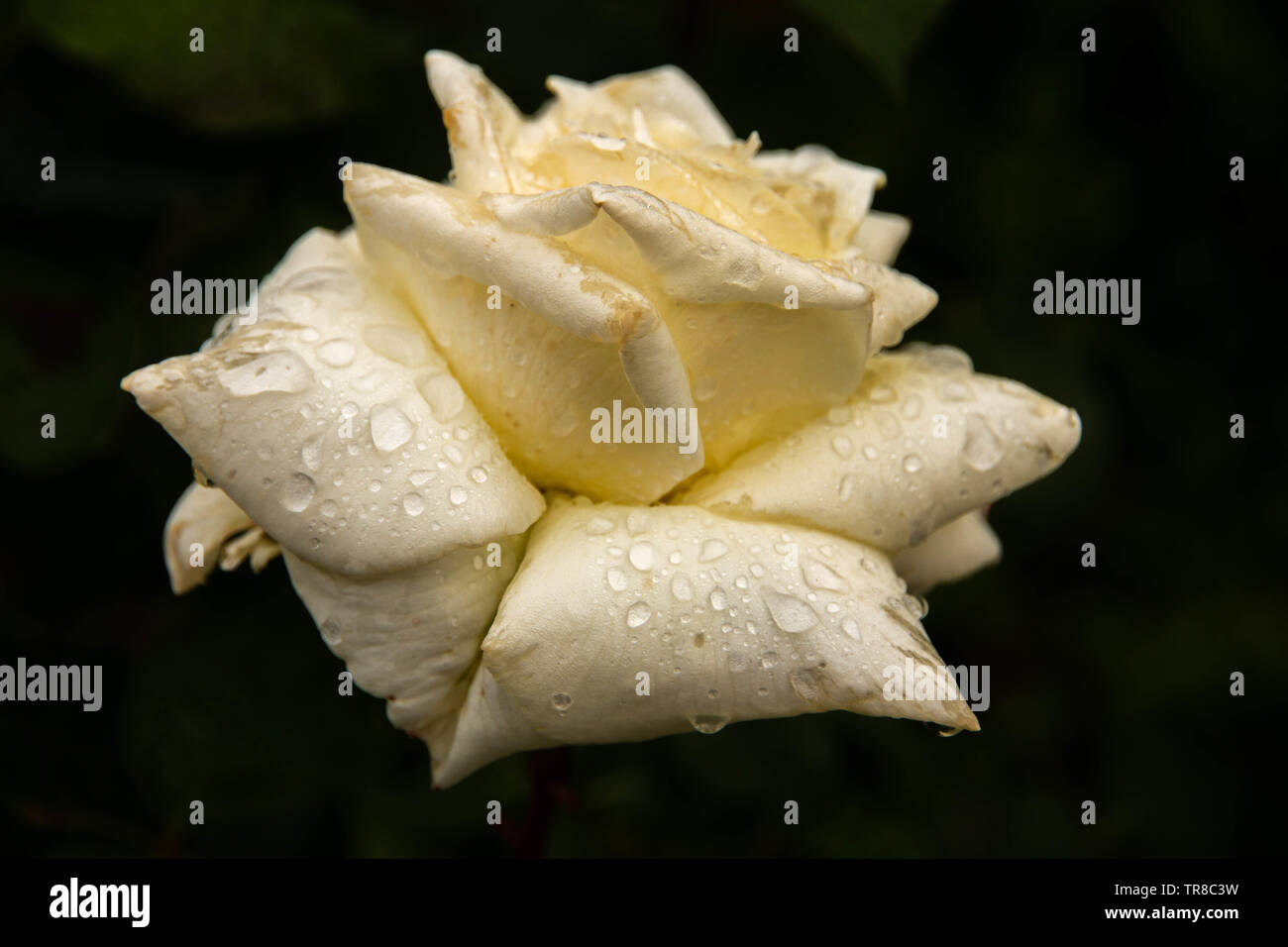 Close look of a beautiful white rose with some rain drops on the leaves ...