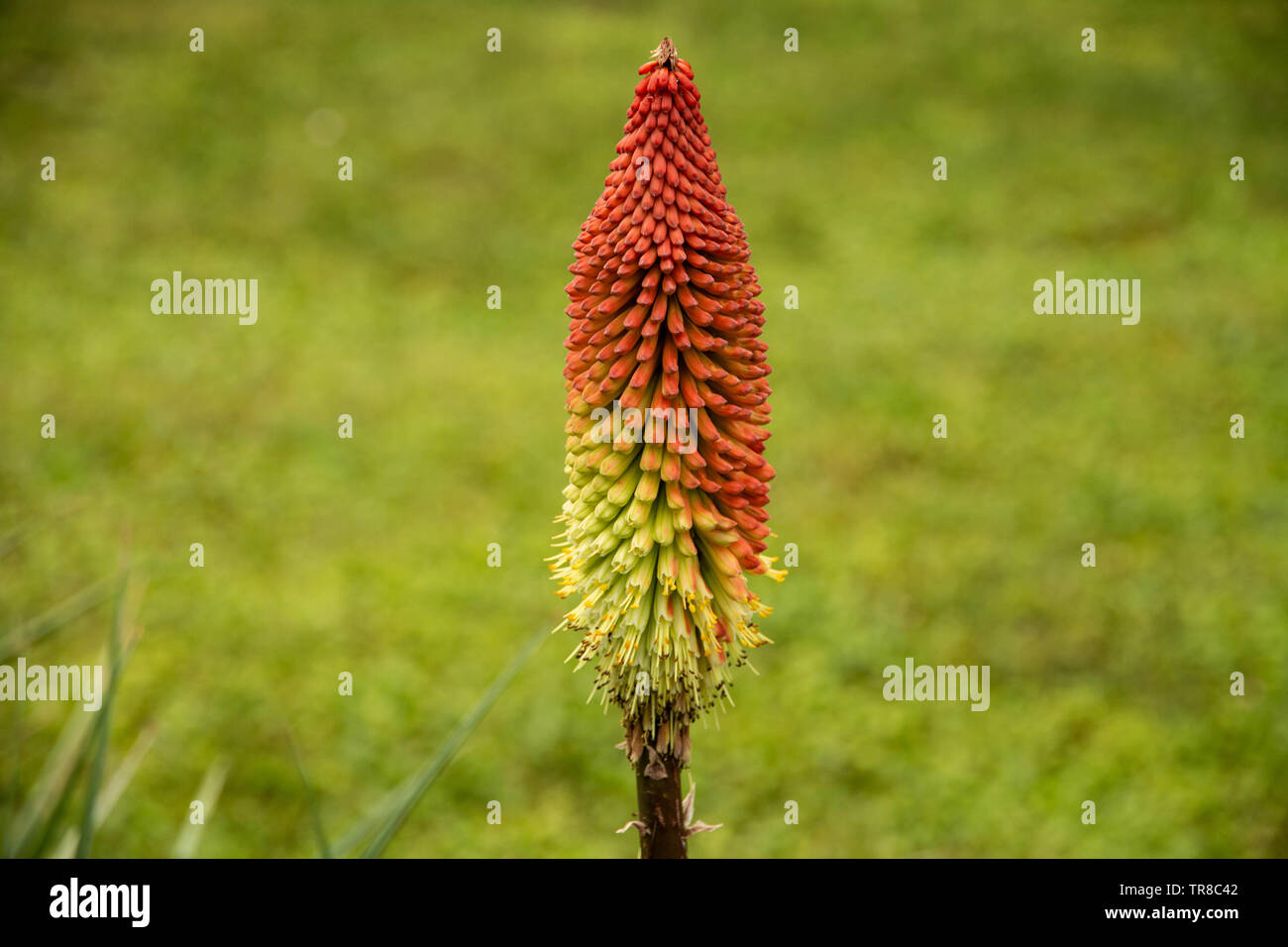 Interesting red tall and sharp flower with green background Stock Photo ...