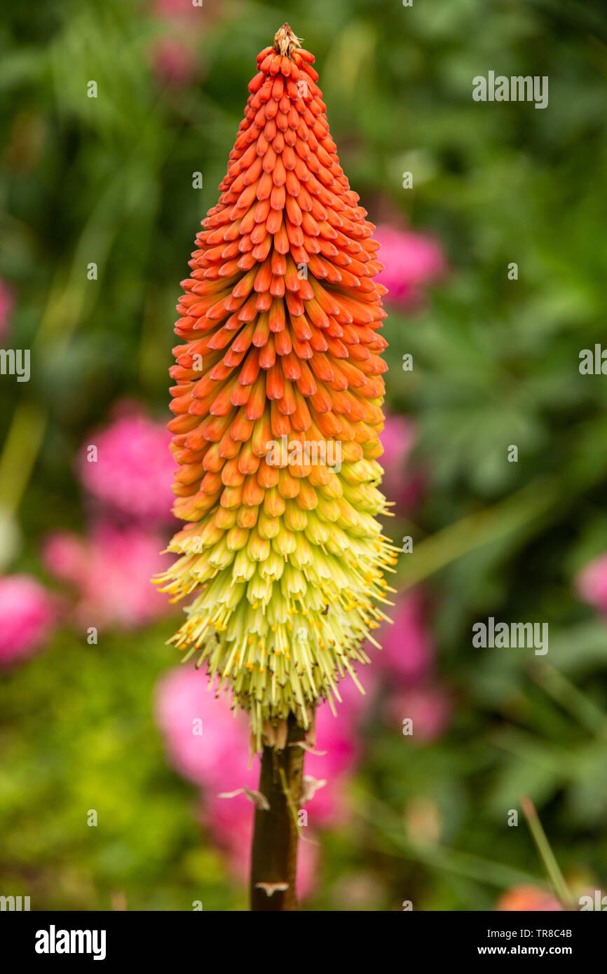 Interesting red tall and sharp flower with green background Stock Photo ...