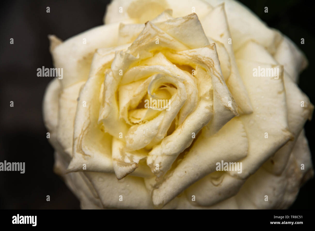 Close look of a beautiful white rose with some rain drops on the leaves ...
