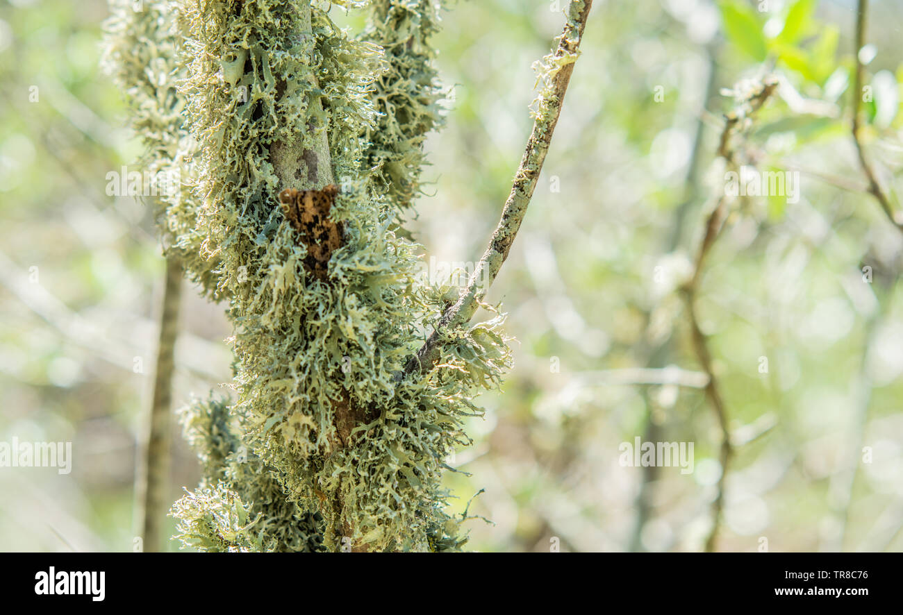 Green lichens on the branch of an tree Stock Photo - Alamy