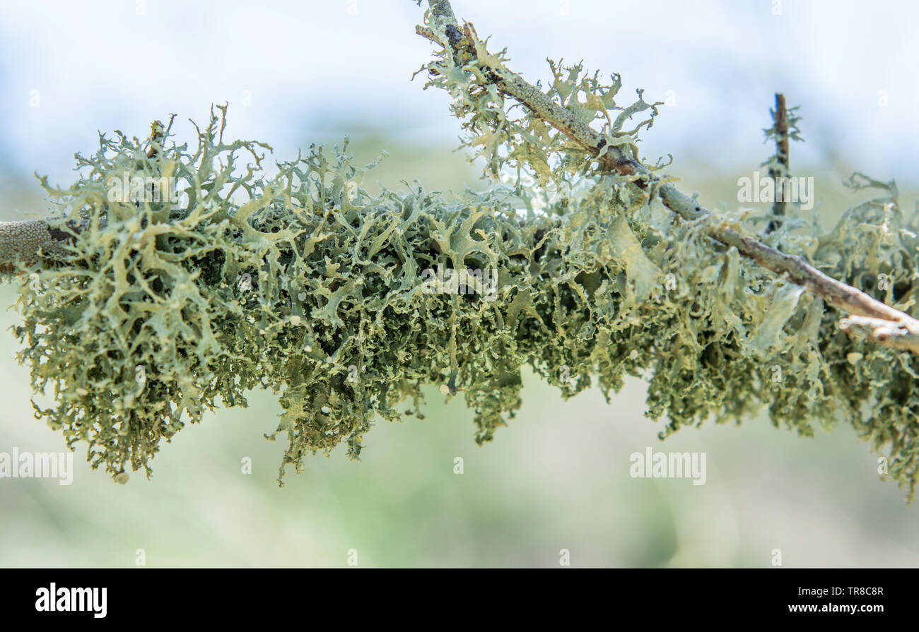 Green lichens on the branch of an tree Stock Photo - Alamy