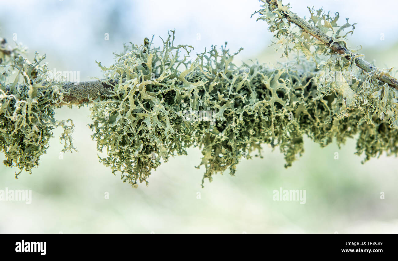 Green lichens on the branch of an tree Stock Photo - Alamy