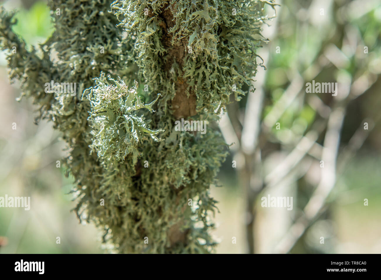 Green lichens on the branch of an tree Stock Photo - Alamy