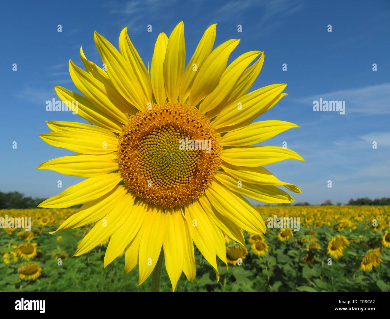 Blue background and sunflowers hi-res stock photography and images - Alamy