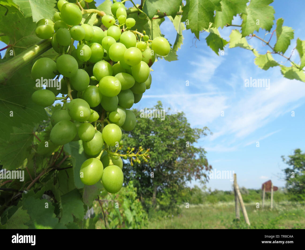 Green vineyard, bunches of white grapes growing in summer. Rural ...