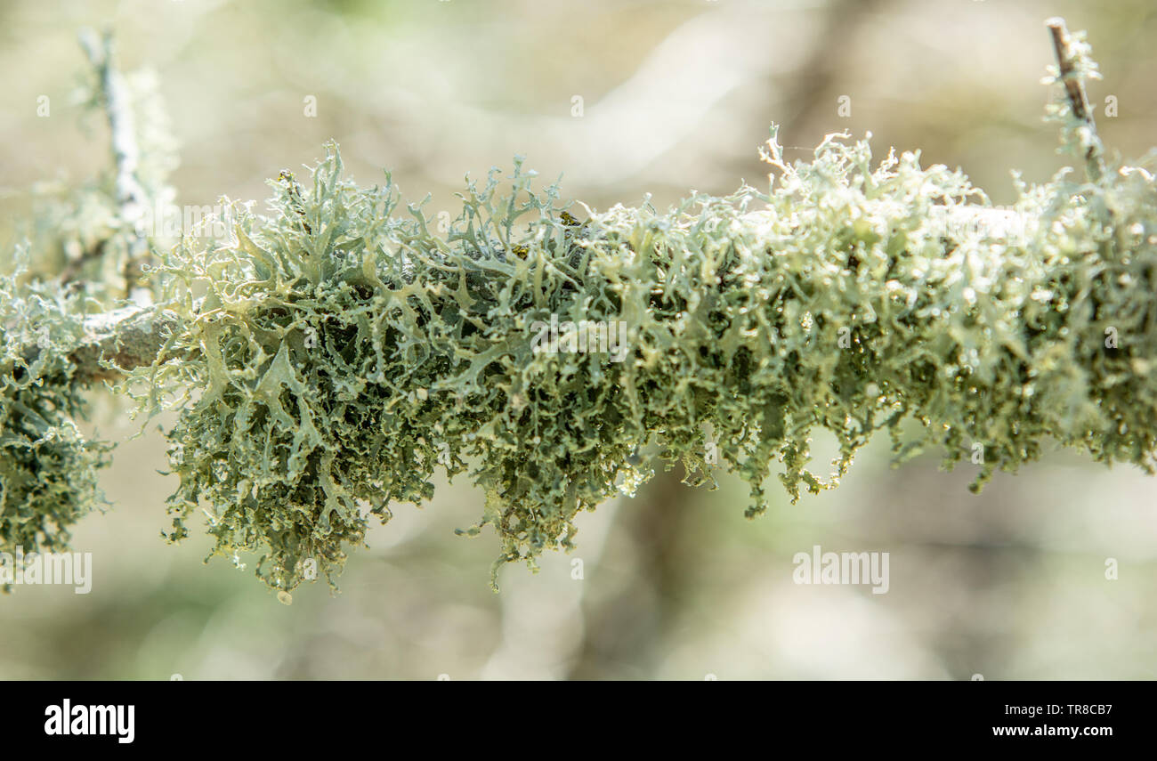 Lichens blooming tree bark hi-res stock photography and images - Alamy